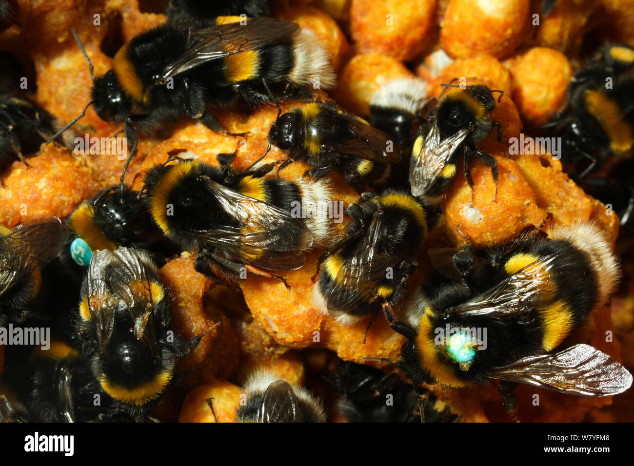 Nid De Bourdons Banque d'image et photos - Alamy