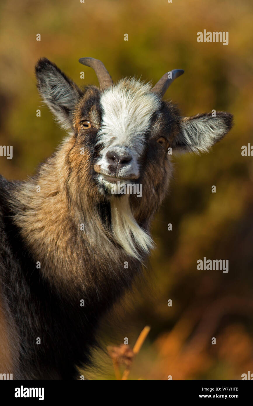 Animal femelle Banque de photographies et d’images à haute résolution ...