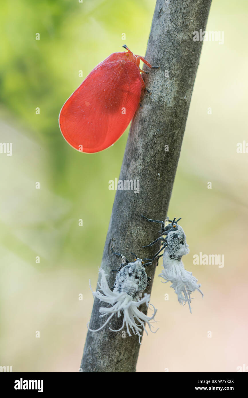 Nymphe de punaise plate Banque de photographies et d’images à haute ...