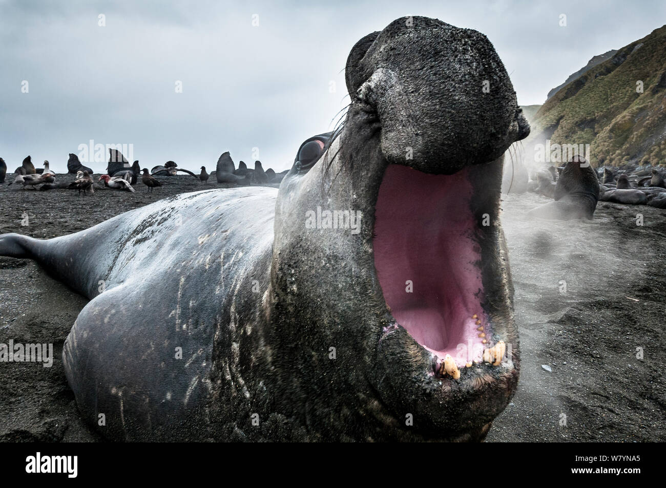 éléphant de mer atlantique sud Banque de photographies et d’images à ...