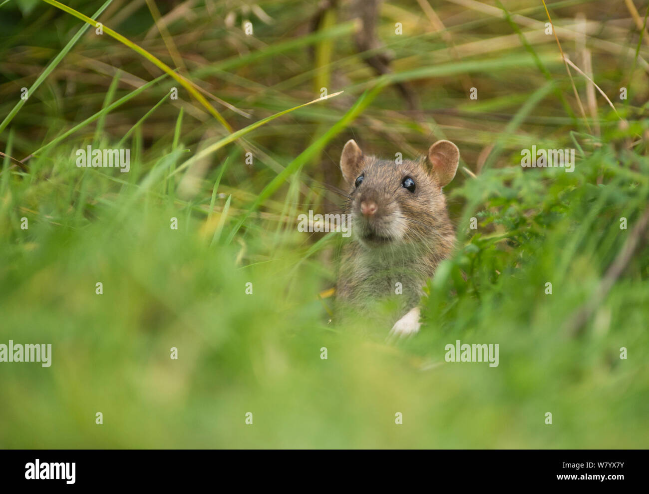 Rat brun Banque de photographies et d’images à haute résolution - Alamy