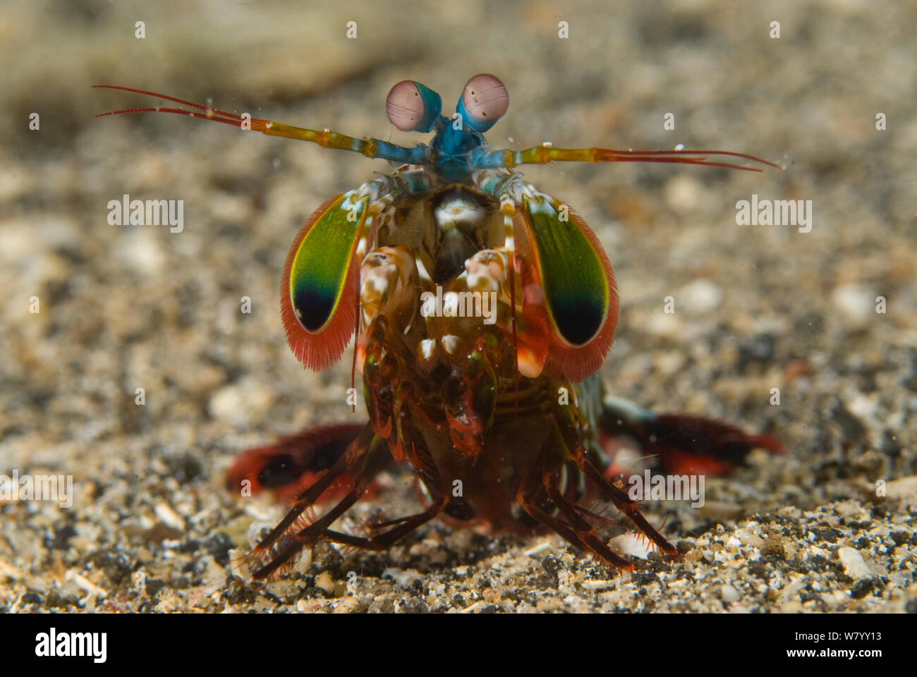 Peacock mantis shrimp odontodactylus scyllarus Banque de photographies ...