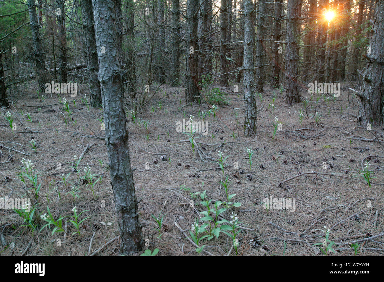 Pinus longifolia Banque de photographies et d’images à haute résolution ...