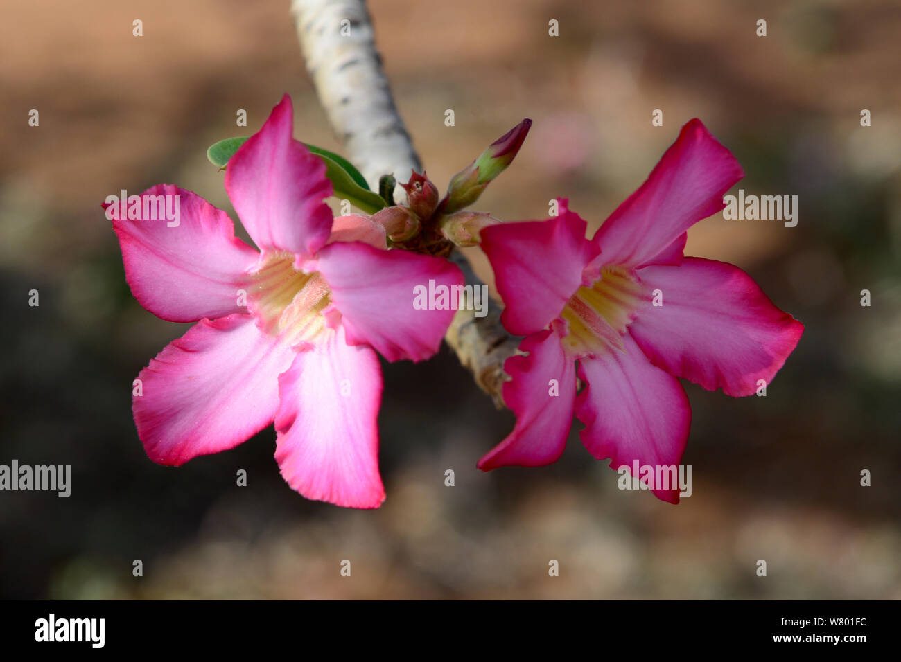 Baobab tree flowers Banque de photographies et d’images à haute ...