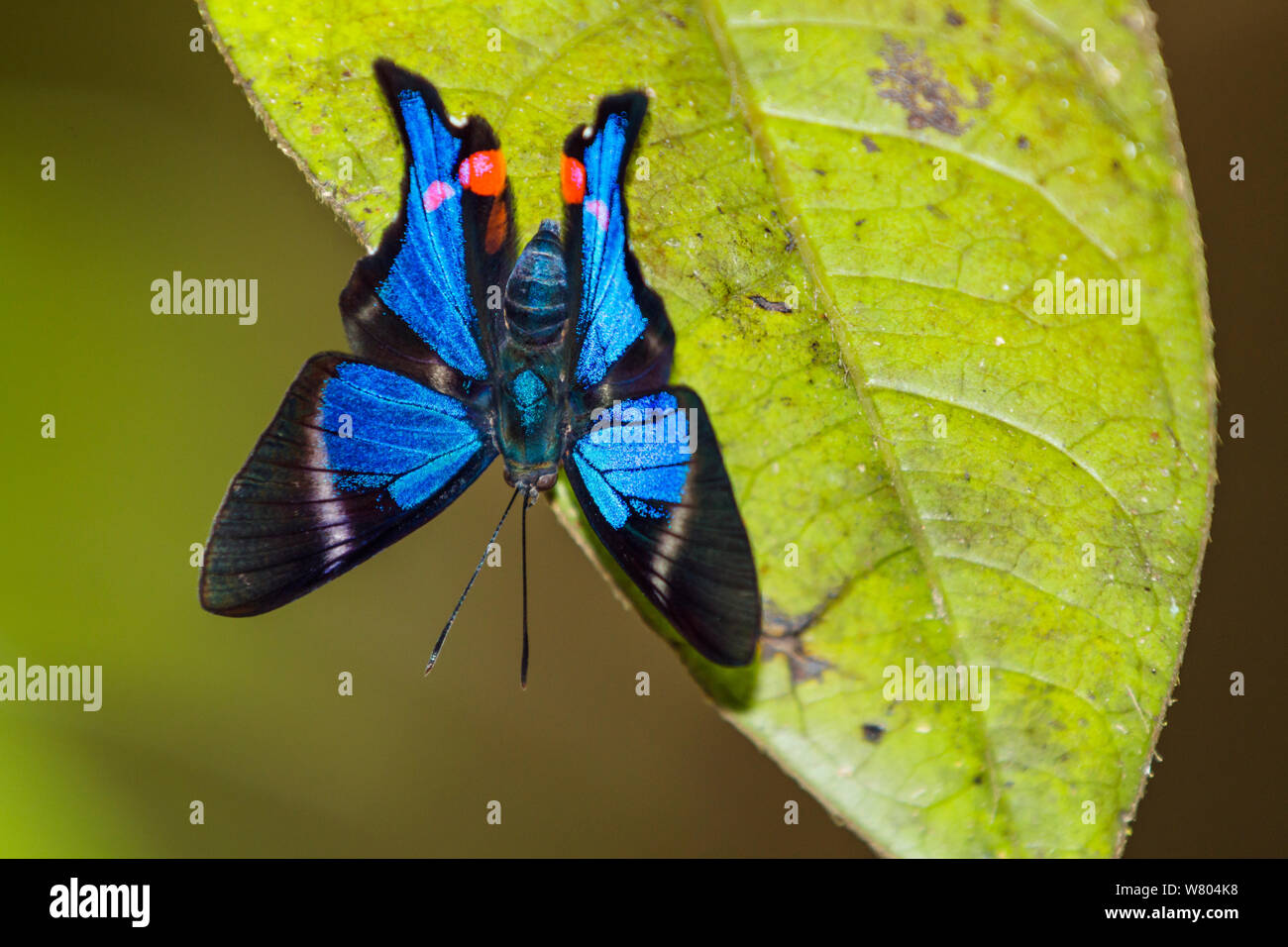 Rhetus periander Banque de photographies et d’images à haute résolution ...