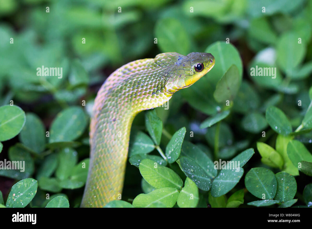 Serpent aveugle Banque de photographies et d’images à haute résolution ...