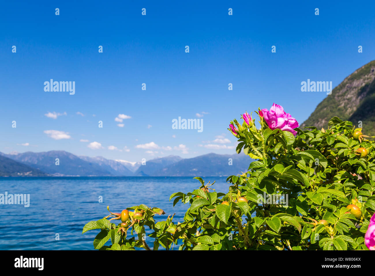 Fleurs En Ville Banque d'image et photos - Alamy