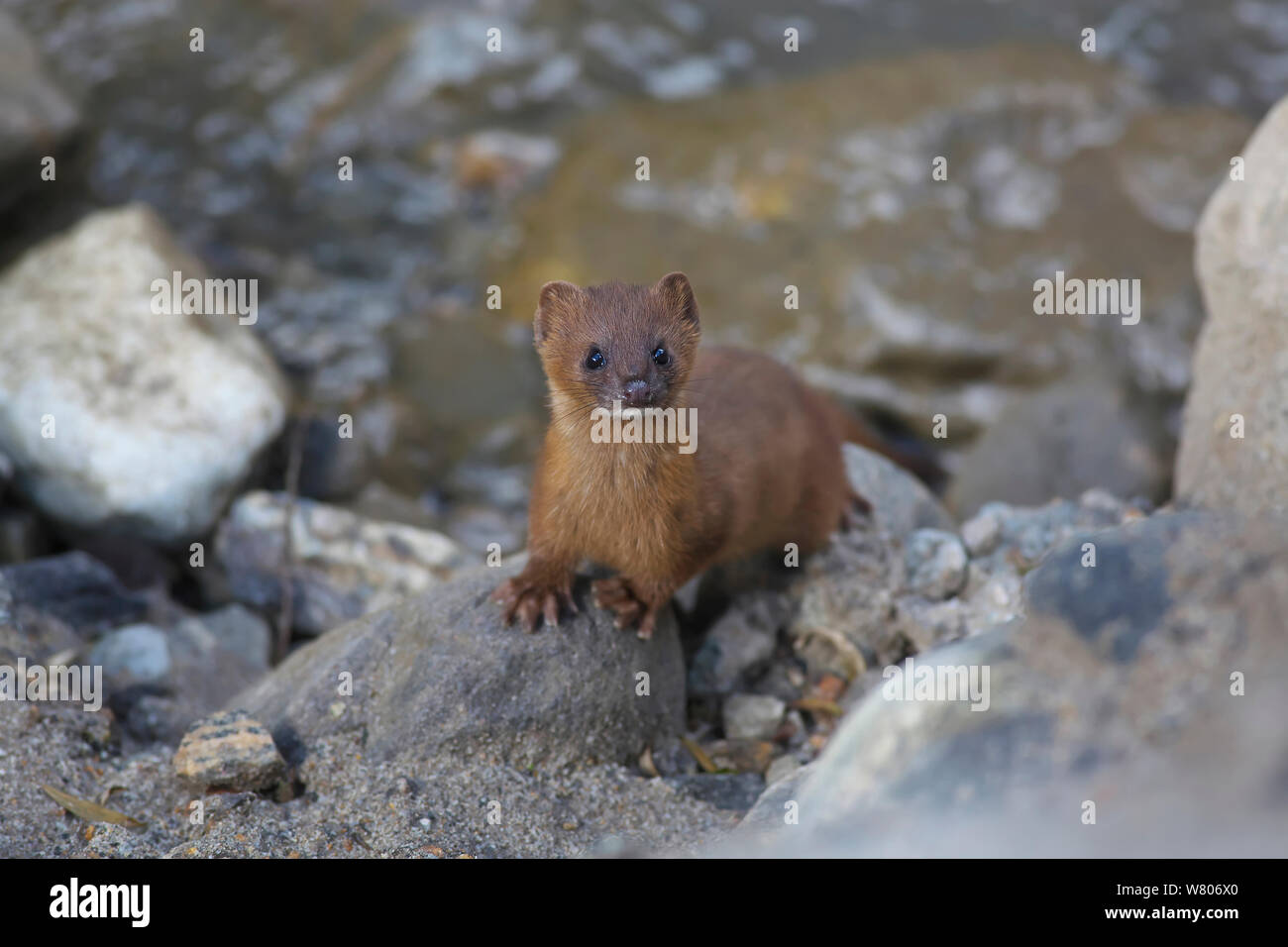 Belette animal Banque de photographies et d’images à haute résolution ...