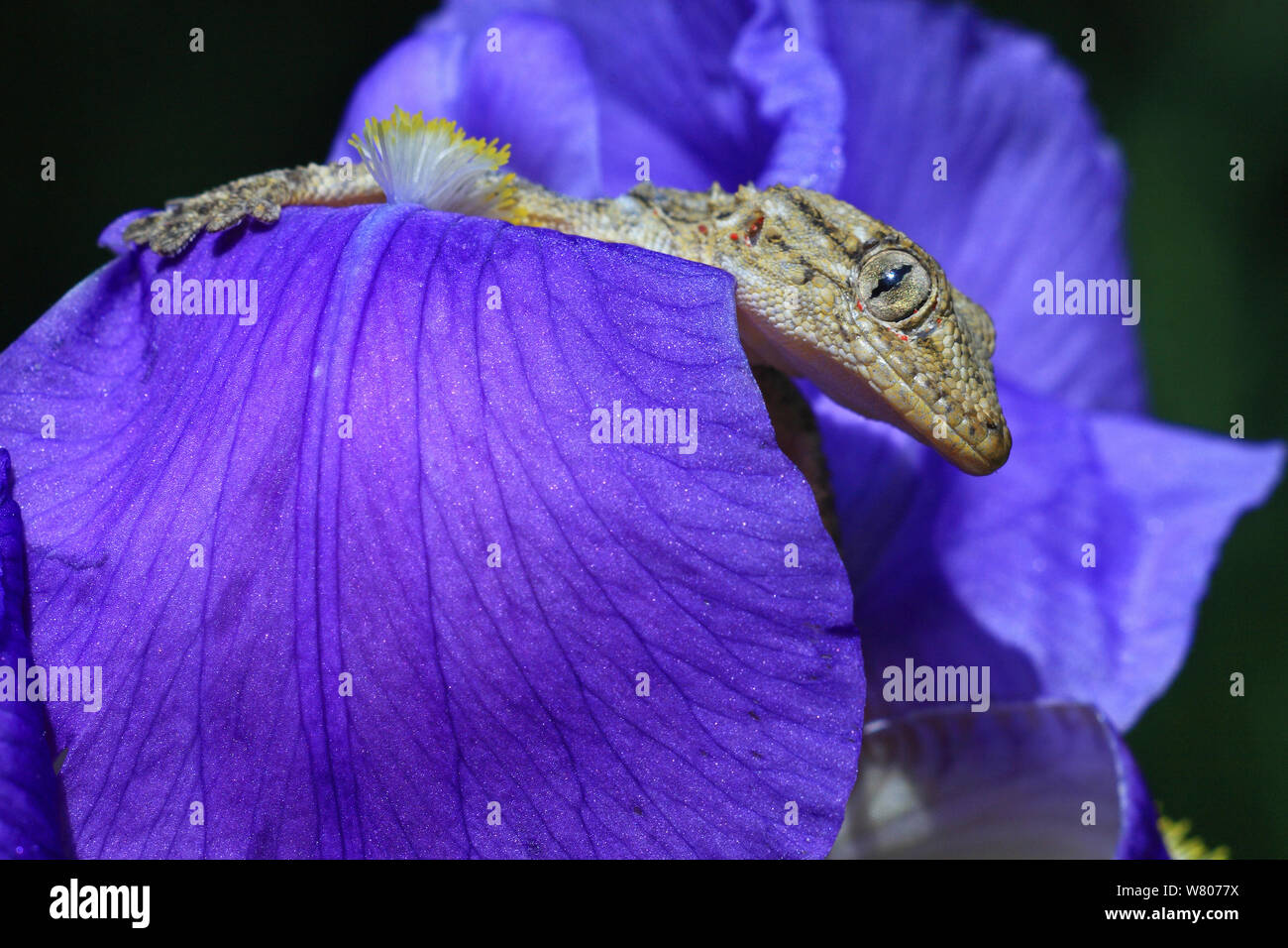 Famille des phyllodactylidae Banque de photographies et d’images à ...