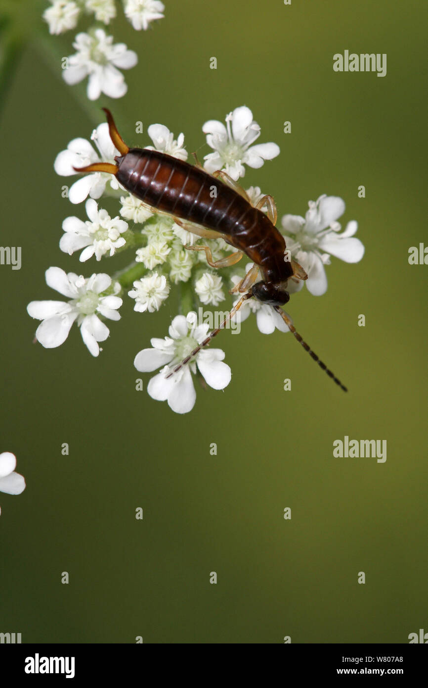 European earwig Banque de photographies et d’images à haute résolution ...