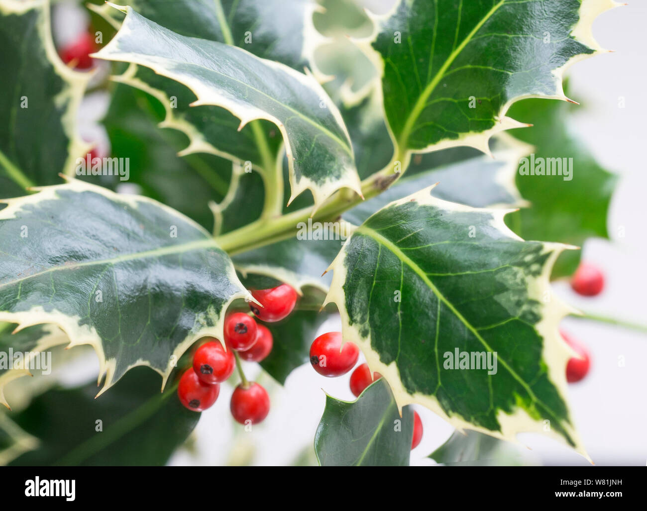 Houx de noël Banque de photographies et d’images à haute résolution - Alamy