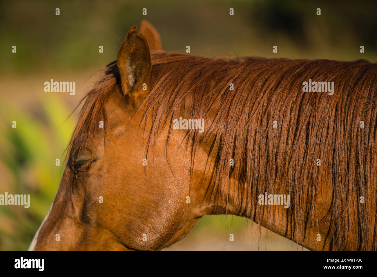 Cheval alezan Banque de photographies et d’images à haute résolution ...