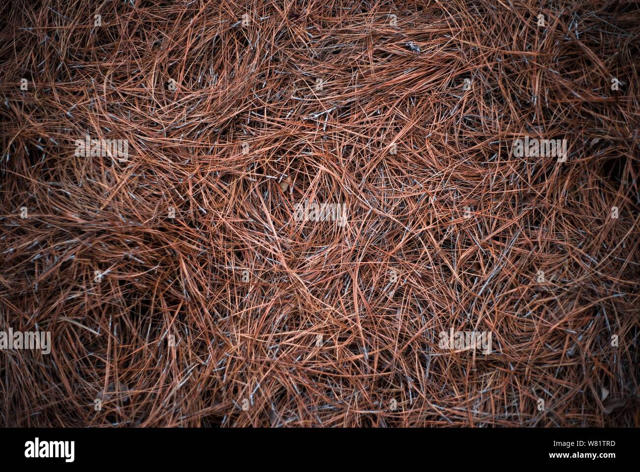 Bronze wires Banque de photographies et d’images à haute résolution - Alamy