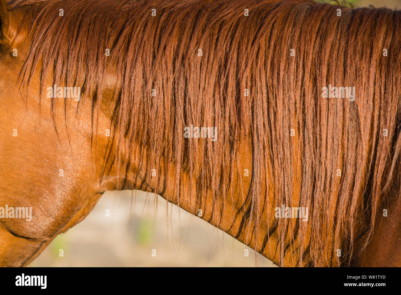 Cheval alezan Banque de photographies et d’images à haute résolution ...