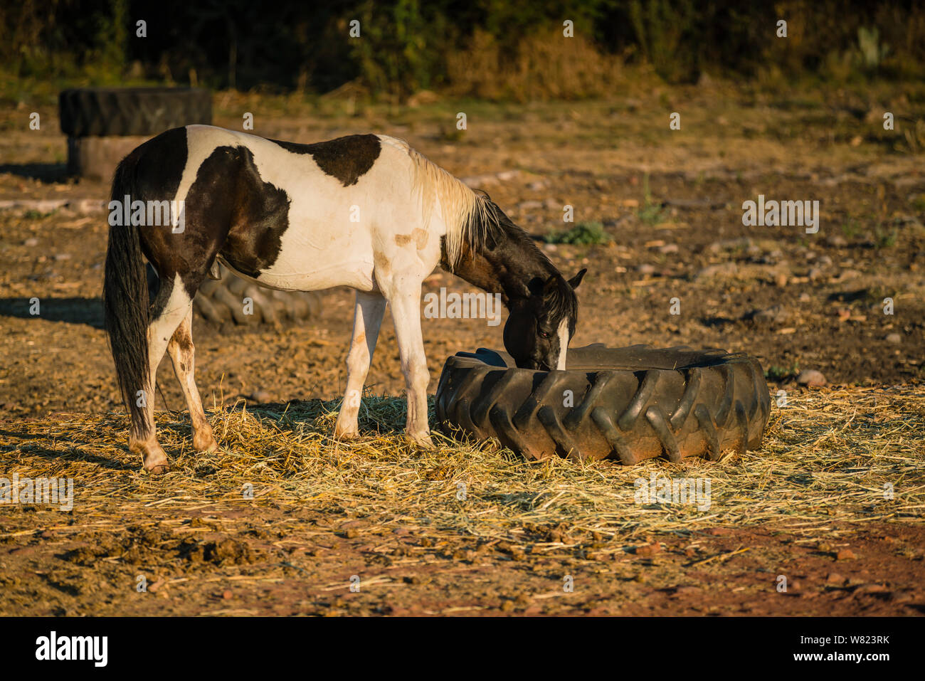 Cheval pie Banque de photographies et d’images à haute résolution - Alamy
