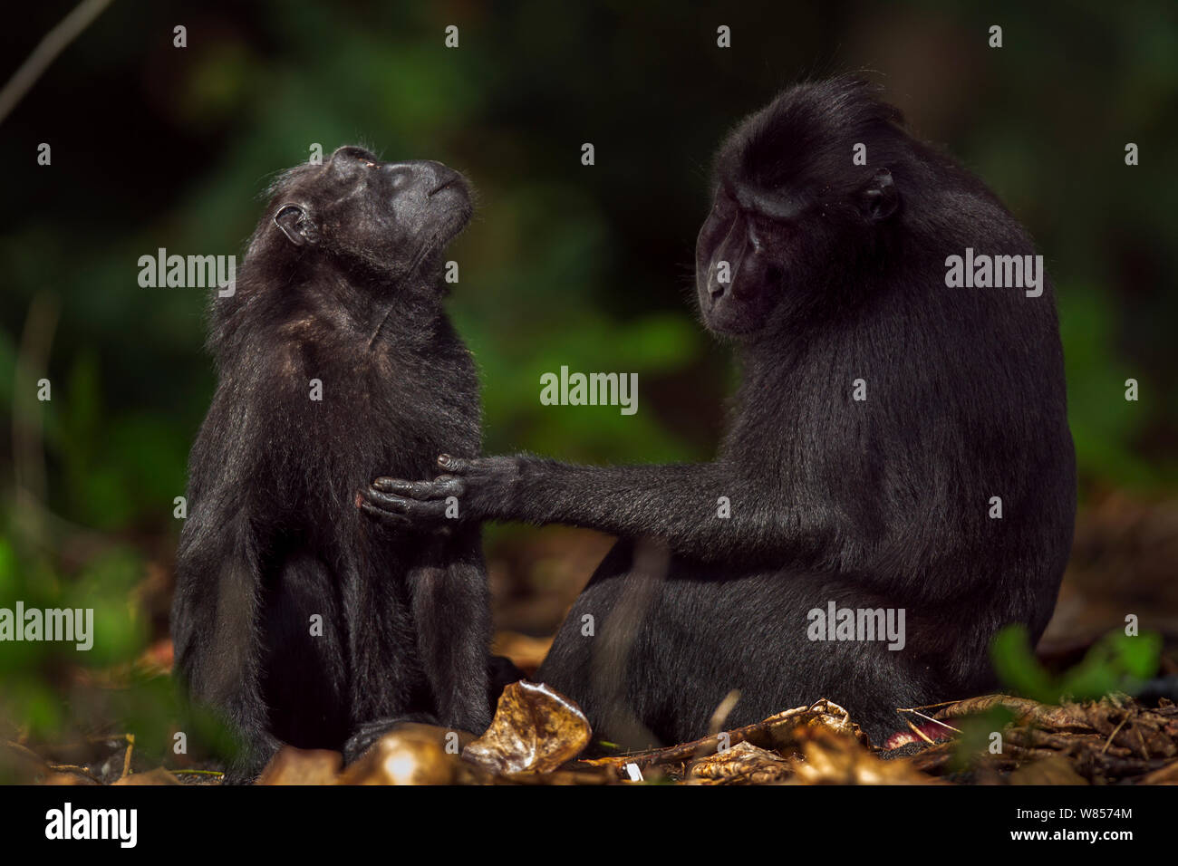 L'accouplement des singes Banque de photographies et d’images à haute ...