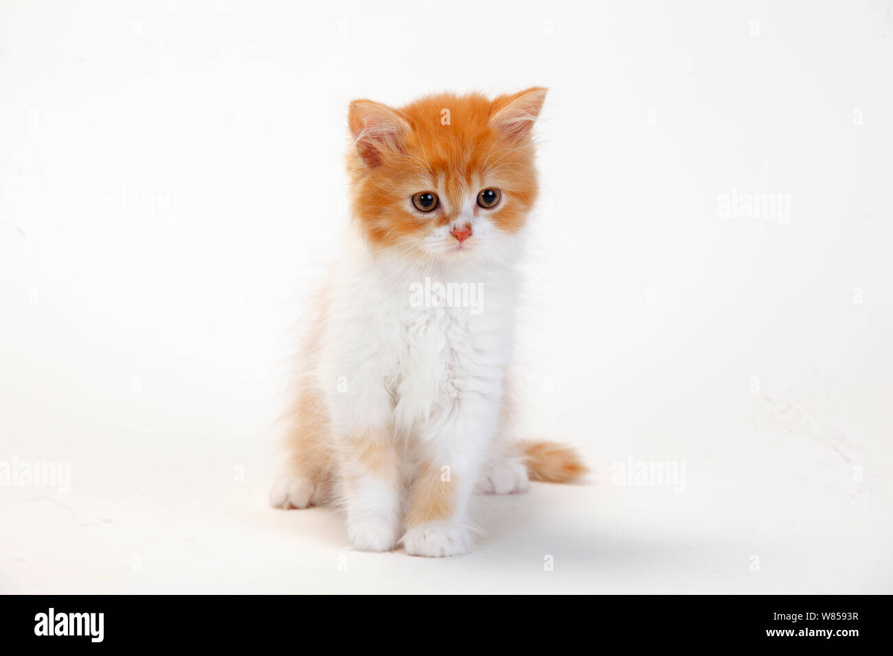 Chatons highlander lowlander Banque de photographies et d’images à haute résolution - Alamy