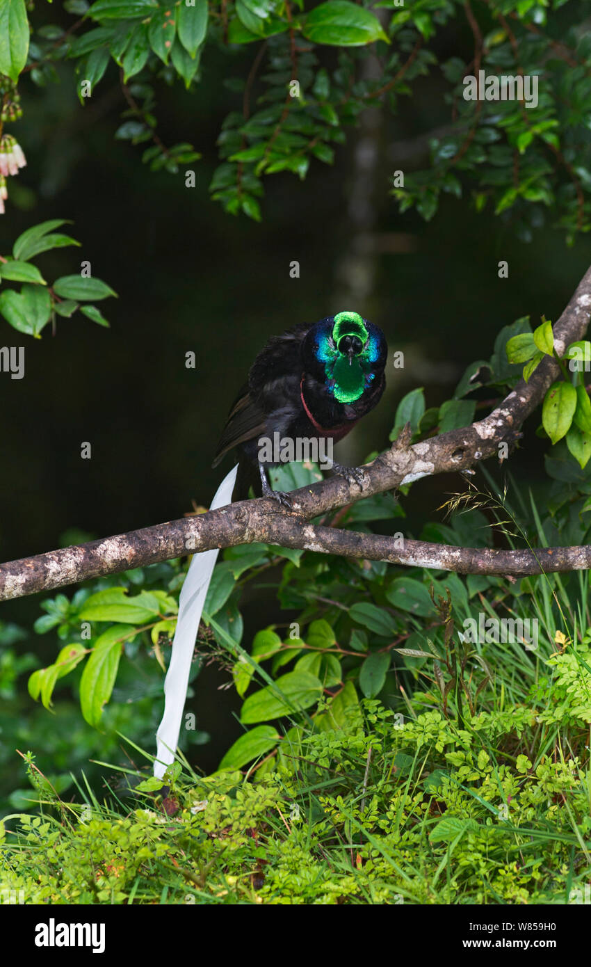 Astrapia mayeri Banque de photographies et d’images à haute résolution ...