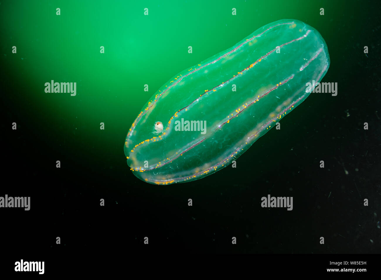 Amphipoda amphipod Banque de photographies et d’images à haute ...