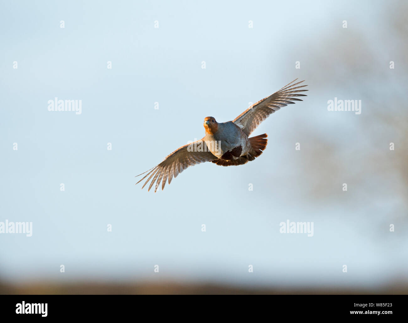 Perdrix en vol Banque de photographies et d’images à haute résolution ...