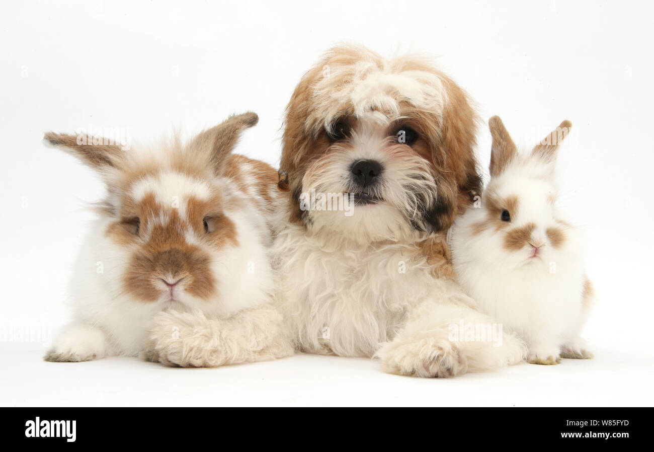 Maltese Shih Tzu Banque d'image et photos - Alamy