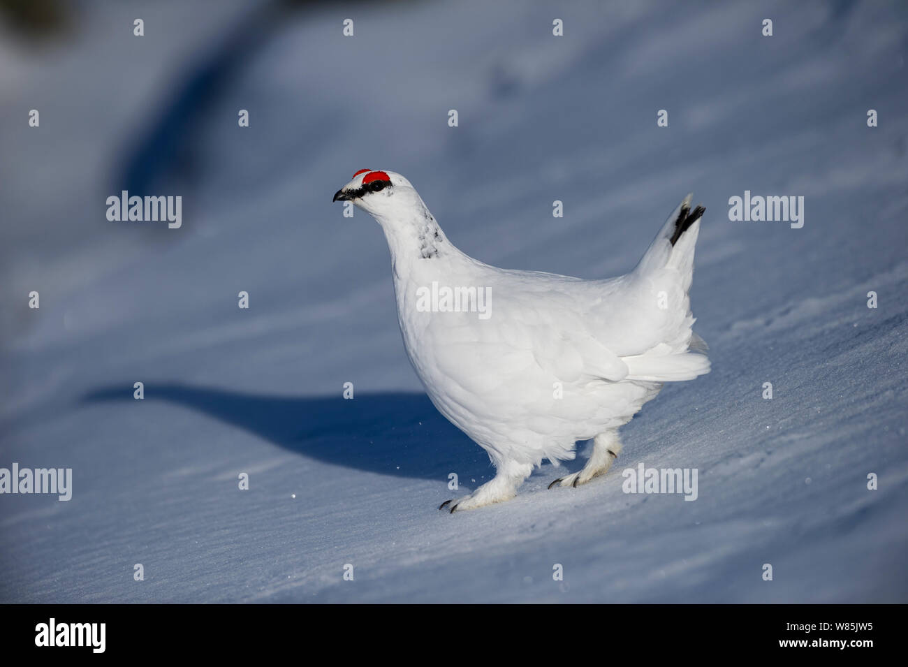 Le lagopède alpin (Lagopus muta) mâle sur la neige, Rapadalen, Sarek ...