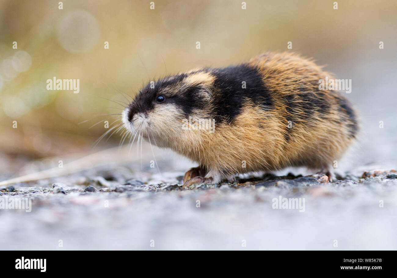 Norwegian lemming Banque de photographies et d’images à haute ...