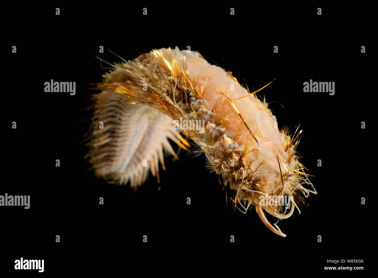 Abyssal plain Banque de photographies et d’images à haute résolution ...