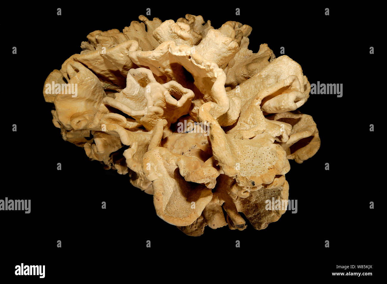 Plaine abyssale Banque de photographies et d’images à haute résolution ...