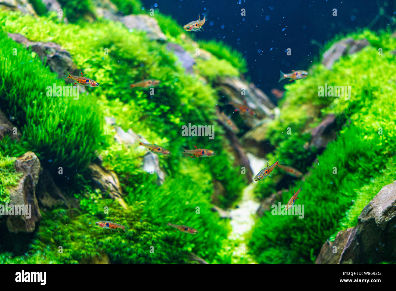 Boraras maculatus Banque de photographies et d’images à haute ...