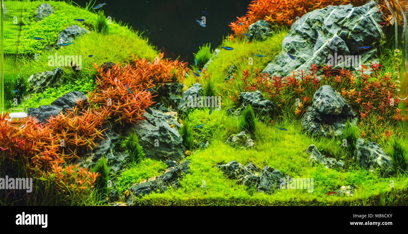 Cardinal tetra paracheirodon axelrodi Banque de photographies et d ...