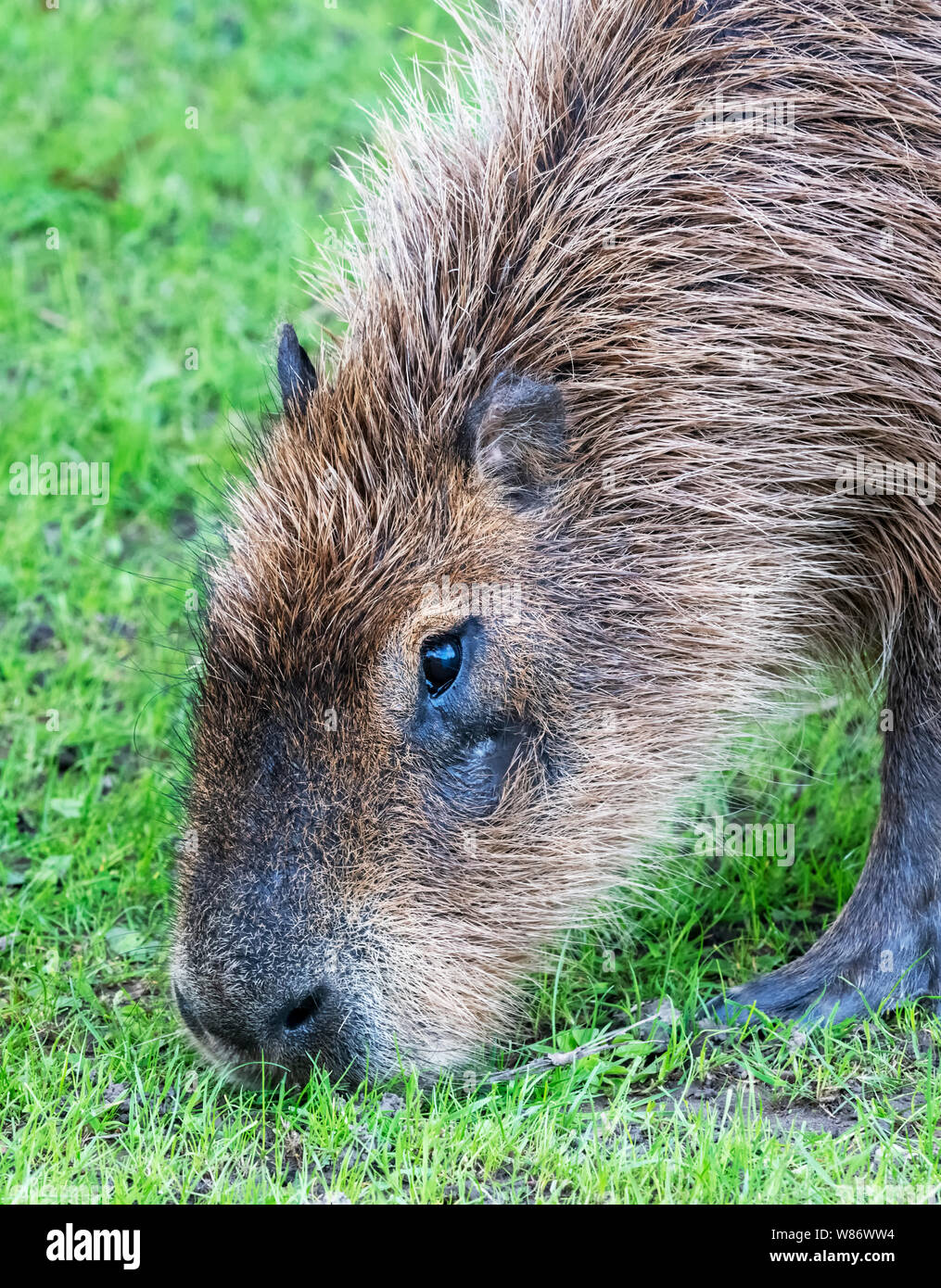 Rongeur capivara Banque de photographies et d’images à haute résolution ...