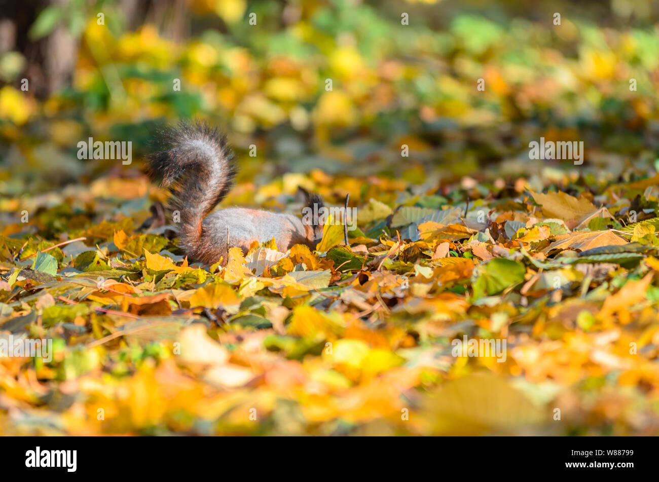 Queue d'écureuil qui sort de nombreux agents jaune feuilles d'érable à ...