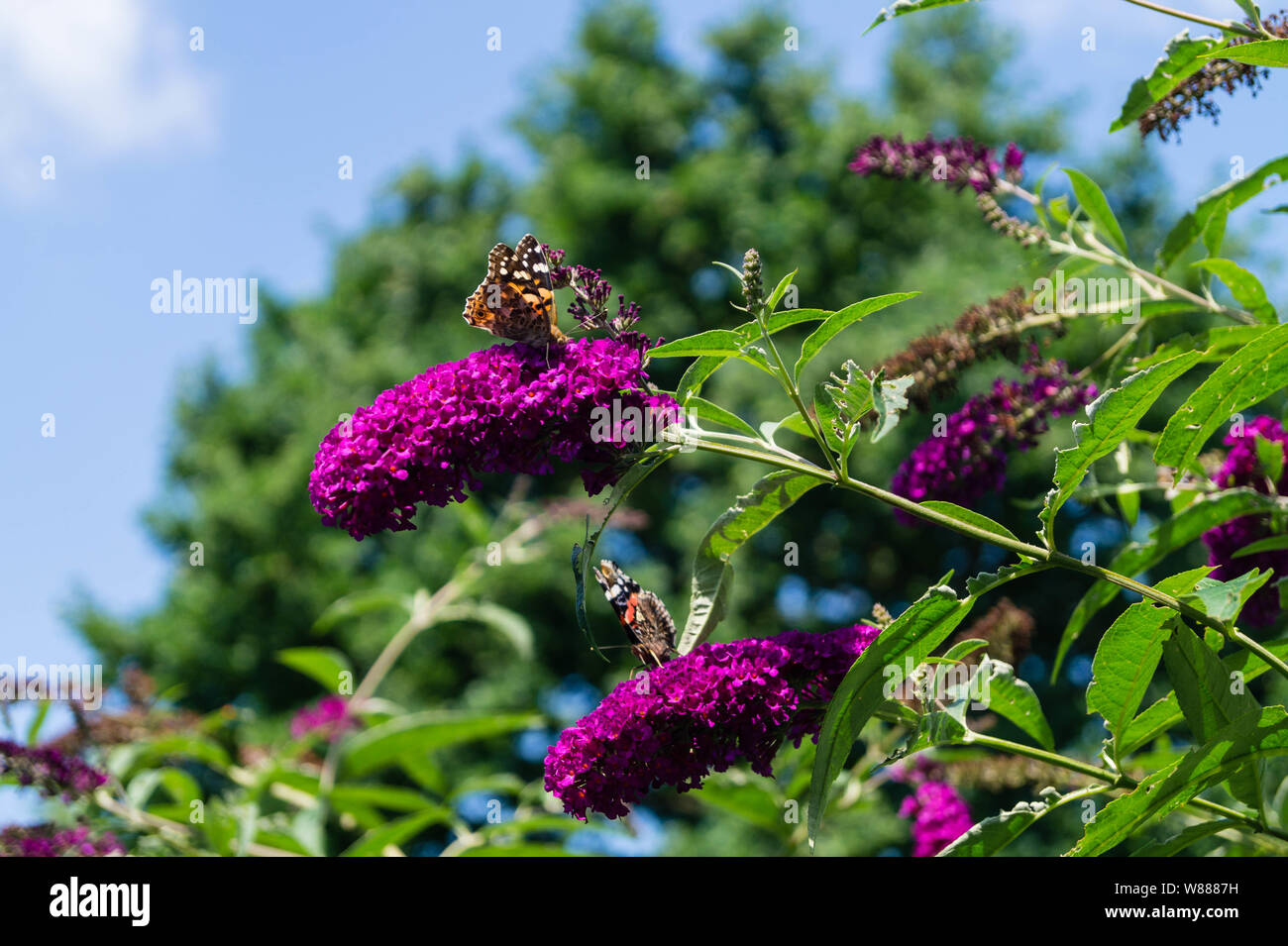 Le Buddleja davidii arbre aux papillons Photo Stock - Alamy
