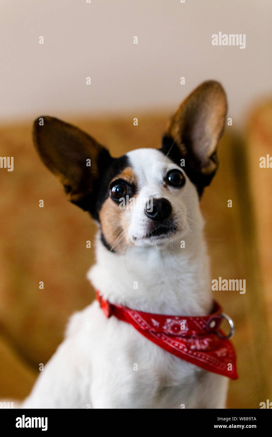 Une croix papillon et jack russell Banque de photographies et d’images ...
