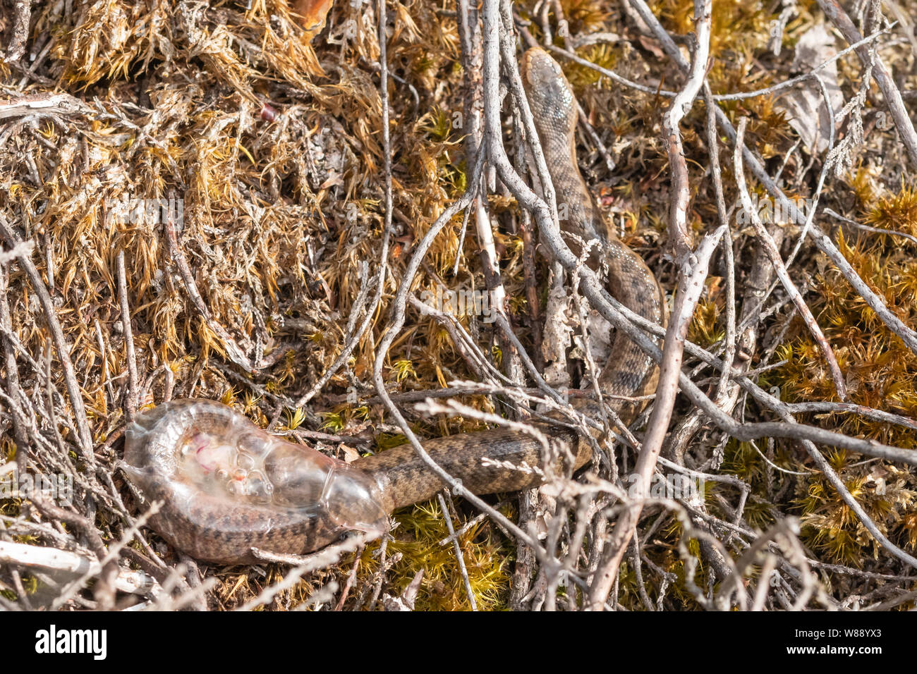 Baby adder Banque de photographies et d’images à haute résolution - Alamy