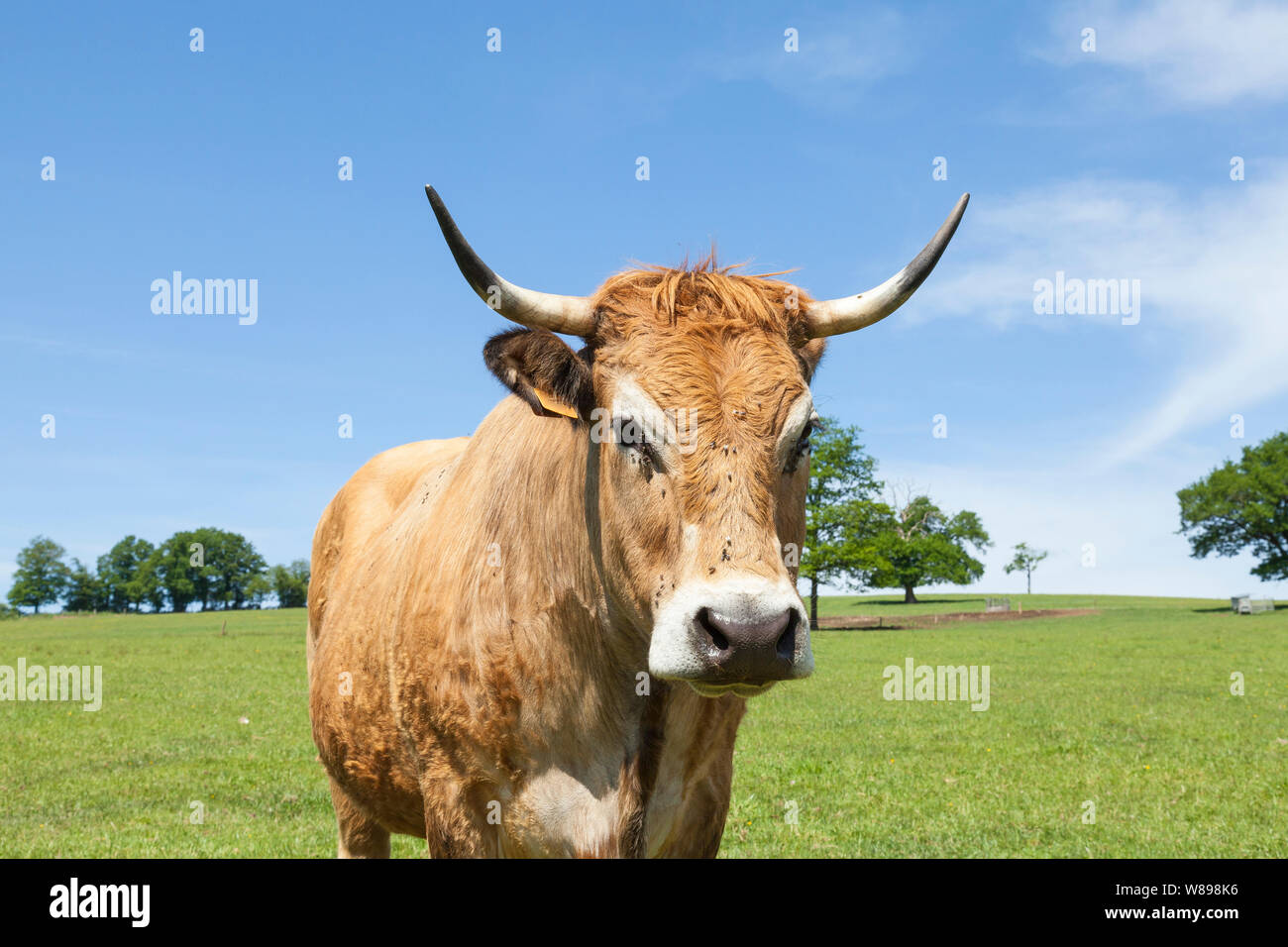 Vaches de la race parthenaises Banque de photographies et d’images à ...