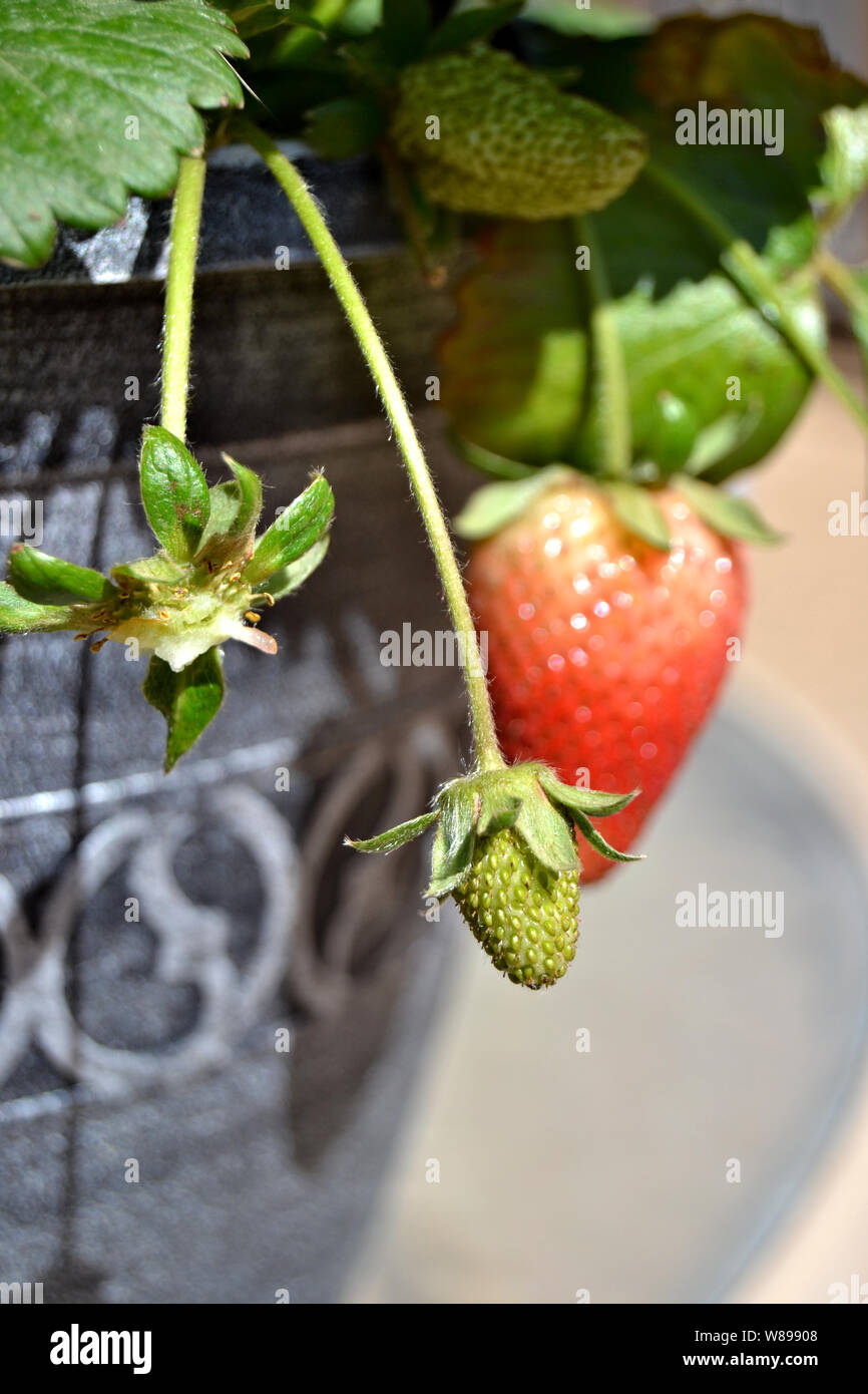 Fraises aux feuilles vertes Banque de photographies et d’images à haute ...