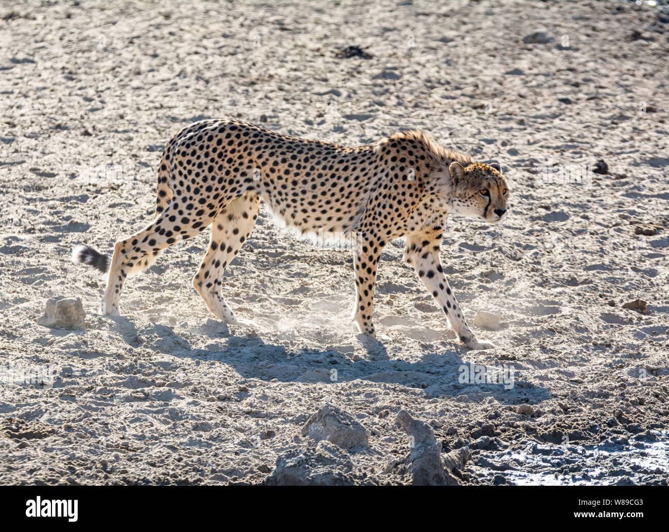 Un guépard près d'un point d'eau dans la savane du Kalahari Photo Stock ...