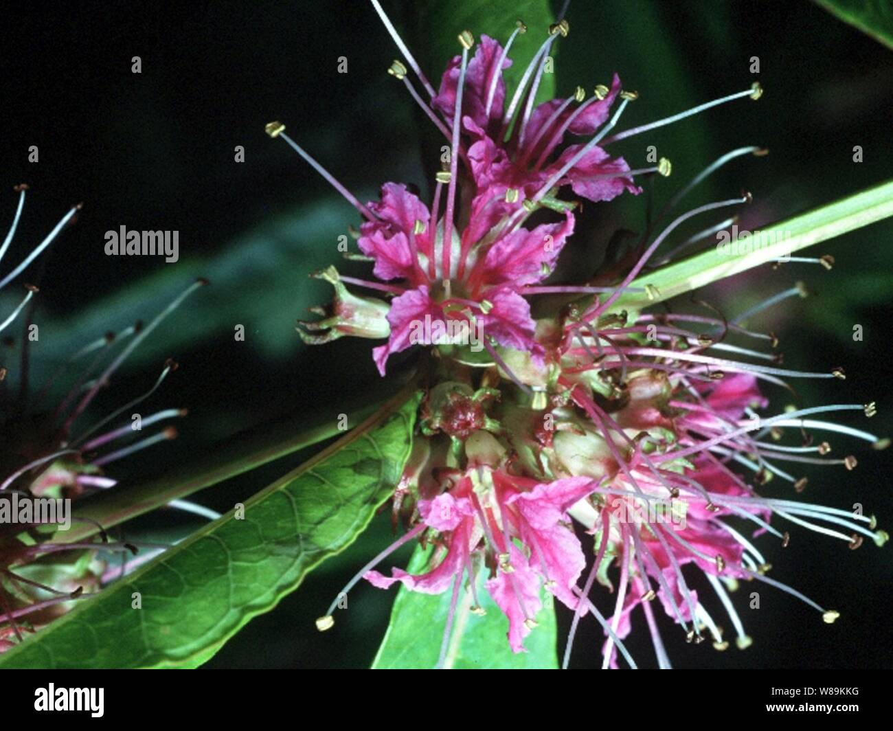 Decodon verticillatus Banque de photographies et d’images à haute ...