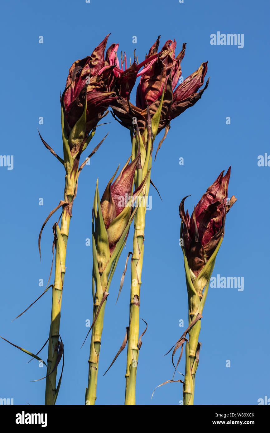 Gymea lily doryanthes excelsa Banque de photographies et d’images à ...