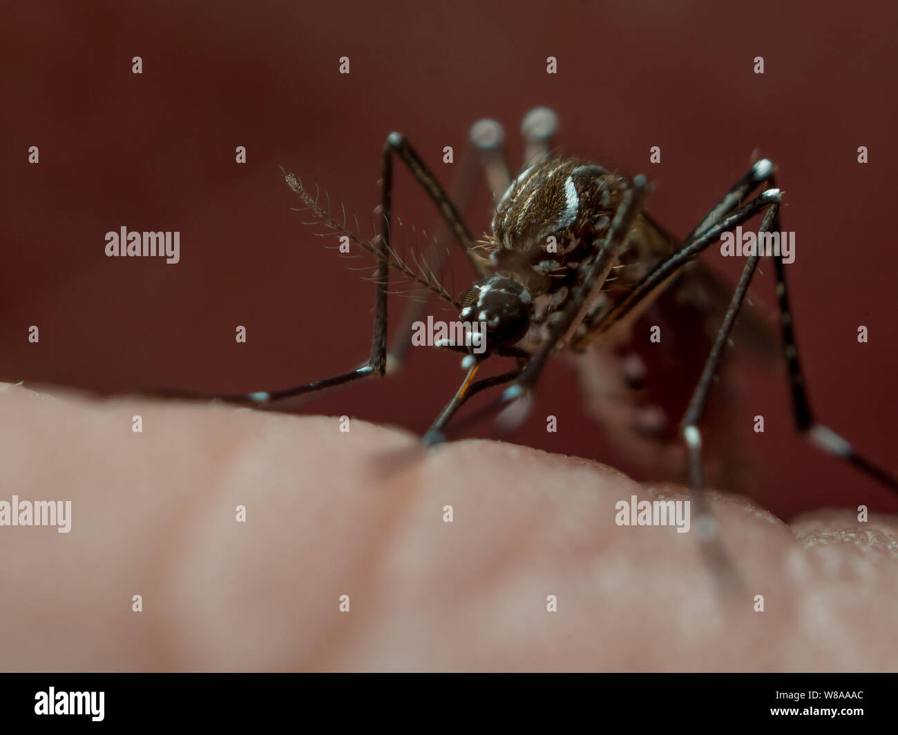 L'Aedes aegypti (moustique de la fièvre jaune) de mordre la peau, connu ...
