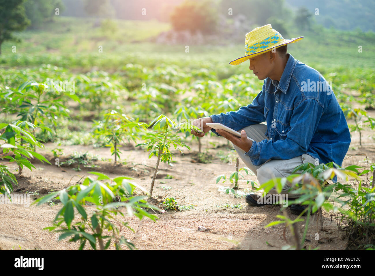 Champ de manioc Banque de photographies et d’images à haute résolution ...