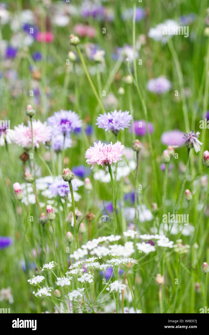 Prairie en fleurs avec bleuet Banque de photographies et d’images à ...
