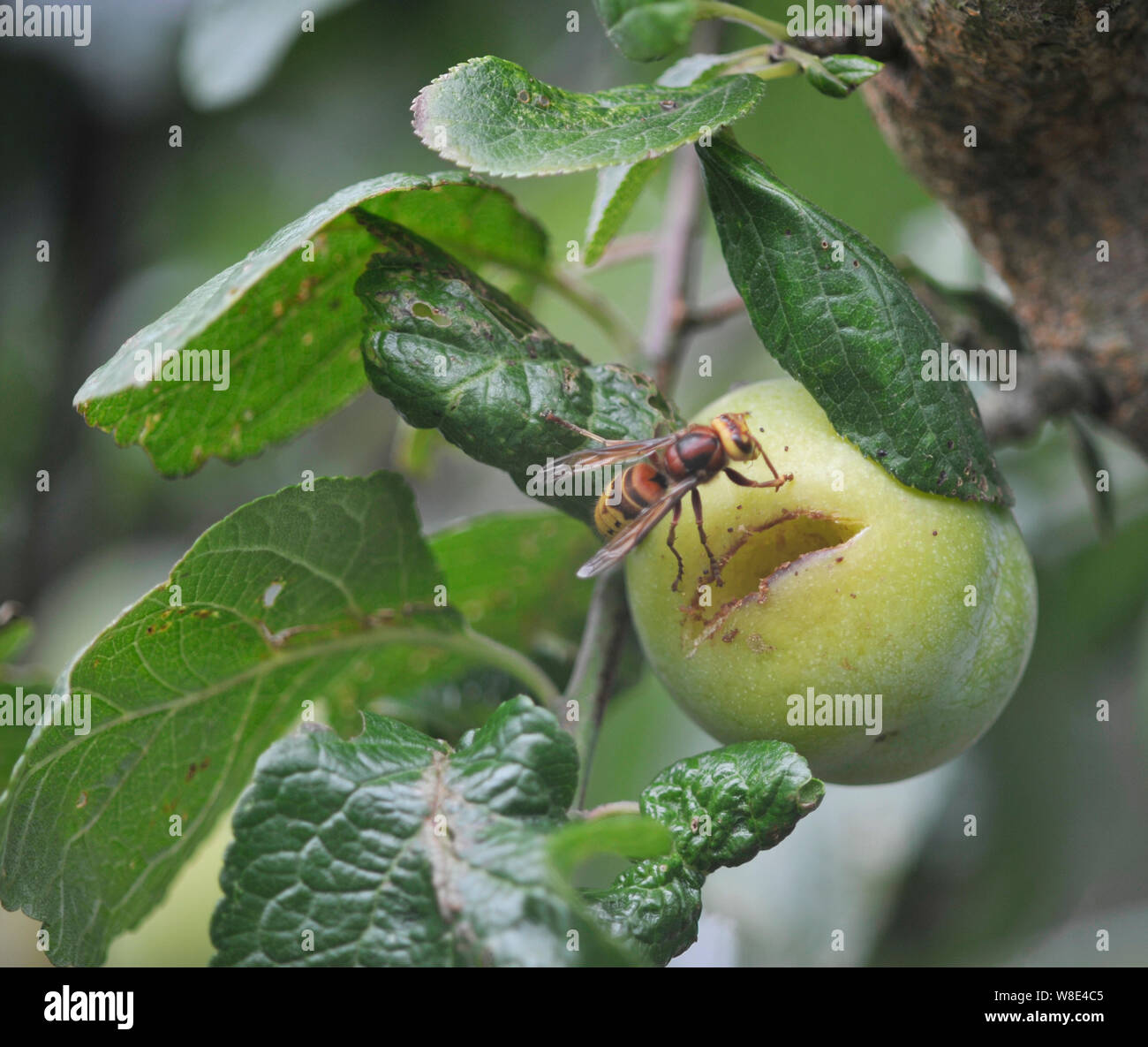 Arbre fruitier insecte nuisible Banque de photographies et d’images à ...