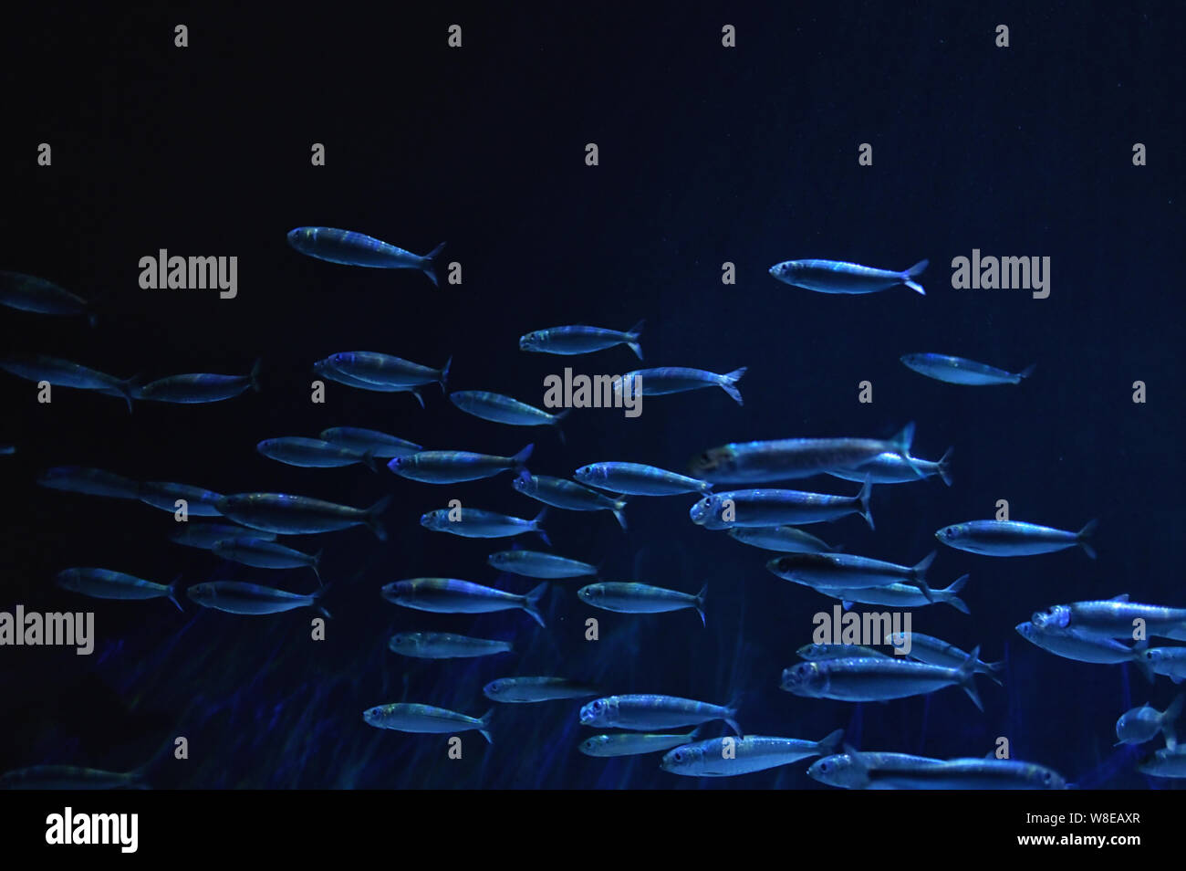 Banc de petits poissons bleus Banque de photographies et d’images à ...