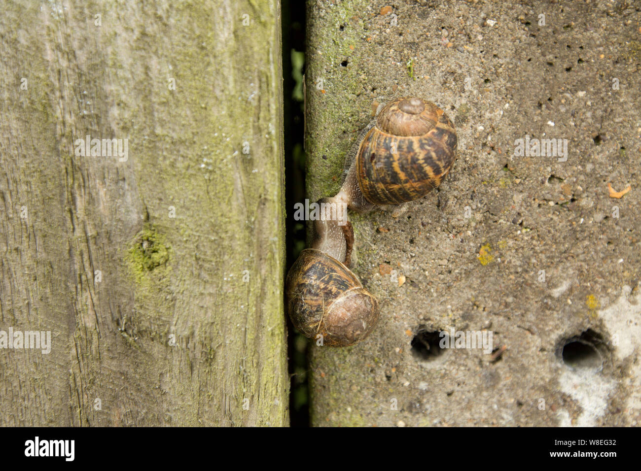 Accouplement de deux escargots Banque de photographies et d’images à ...