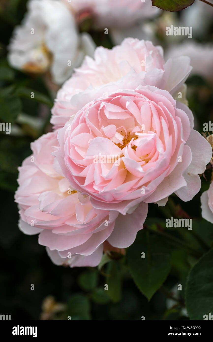 Rosa gentle hermione rose Banque de photographies et d’images à haute ...
