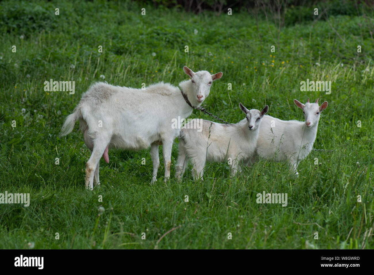 élevage animaux Banque de photographies et d’images à haute résolution ...