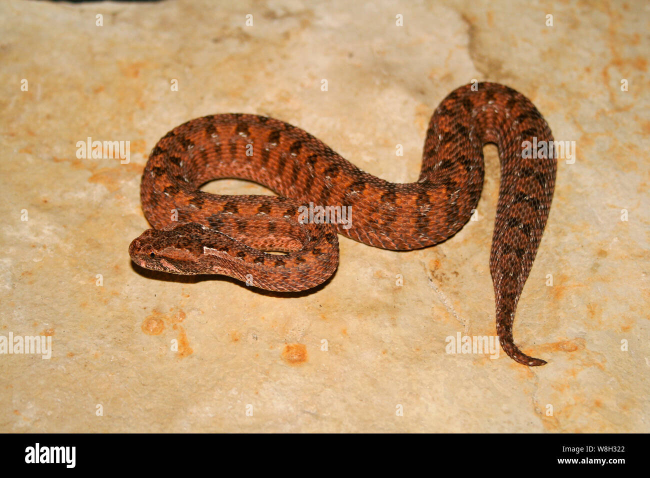 Bitis atropos Banque de photographies et d’images à haute résolution ...